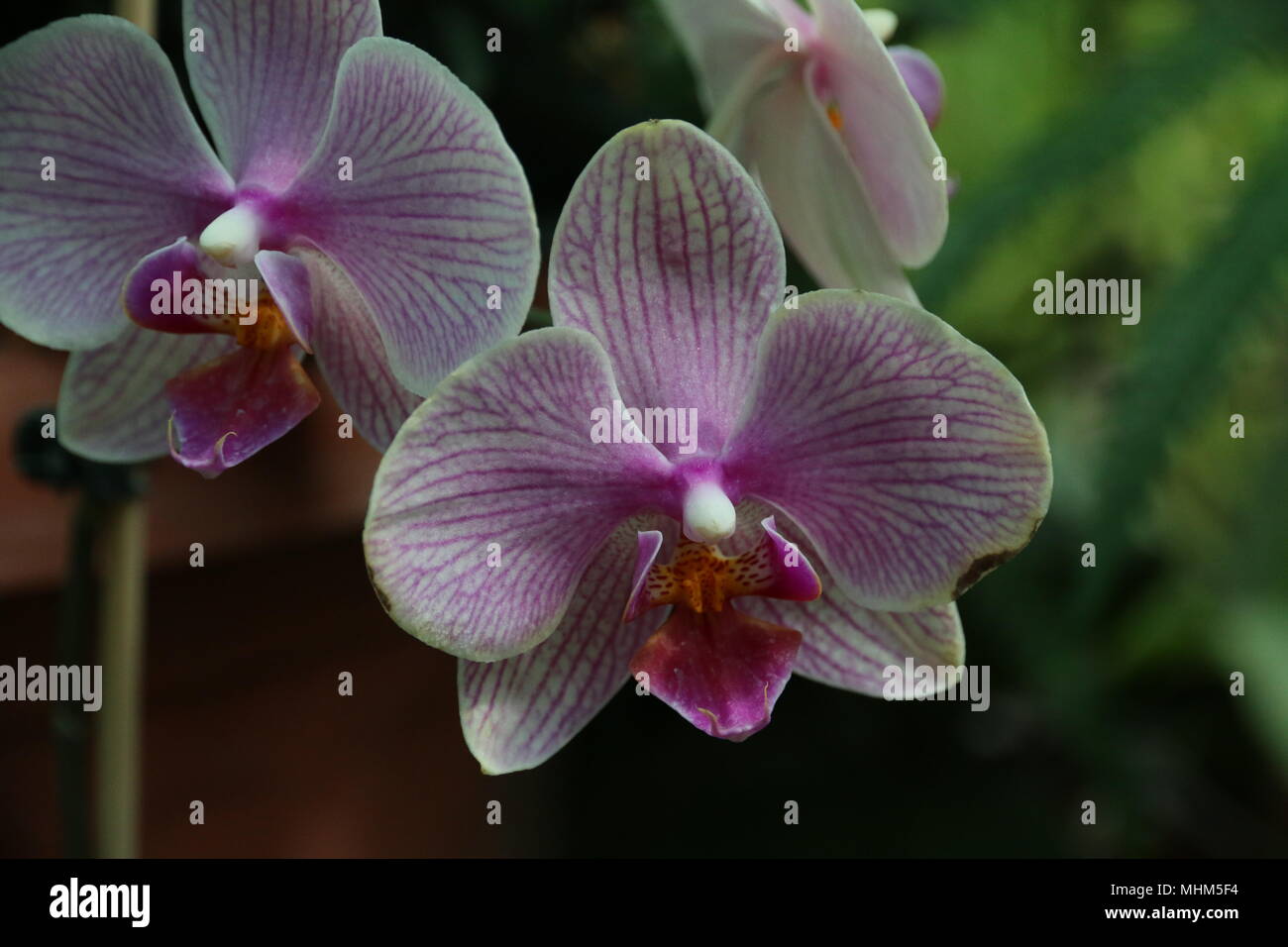 Beautiful colorful orchid Stock Photo - Alamy