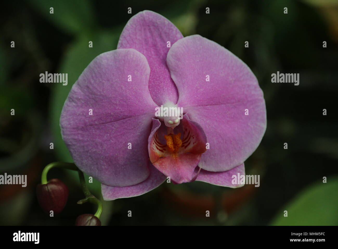 Beautiful colorful orchid Stock Photo - Alamy