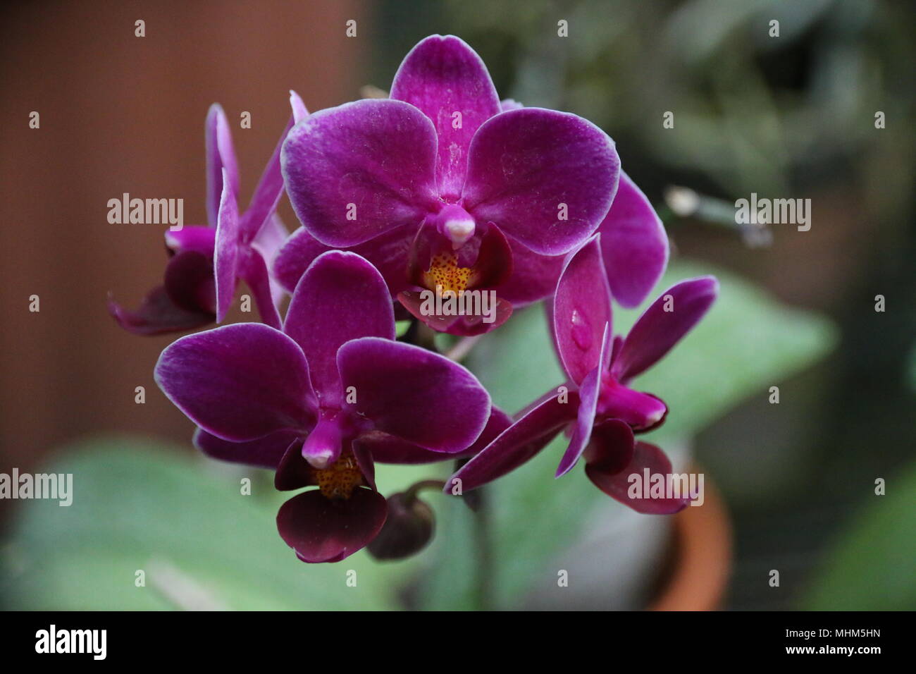 Beautiful renew hi-res stock photography and images - Alamy