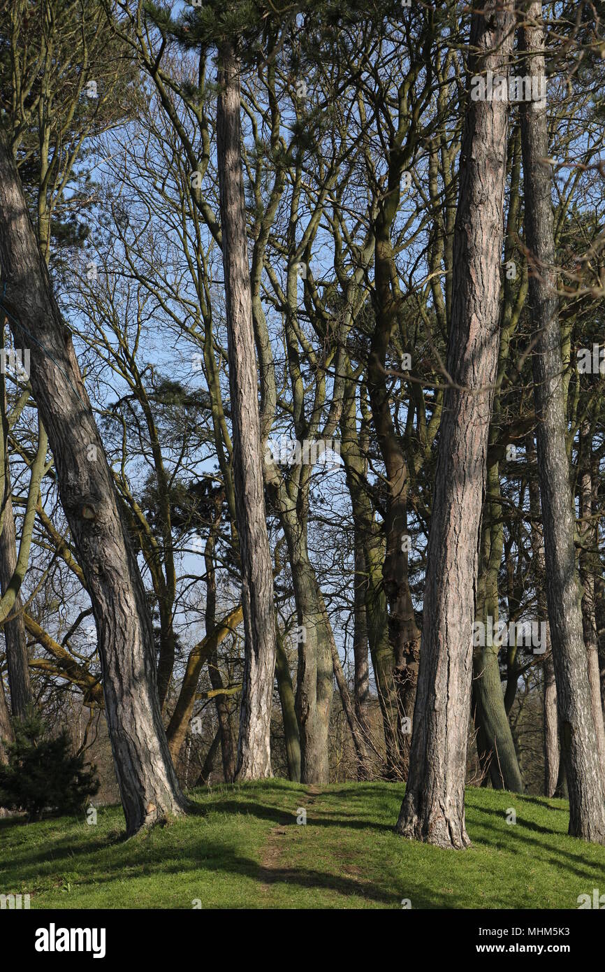 Pine tree full frame hi-res stock photography and images - Alamy