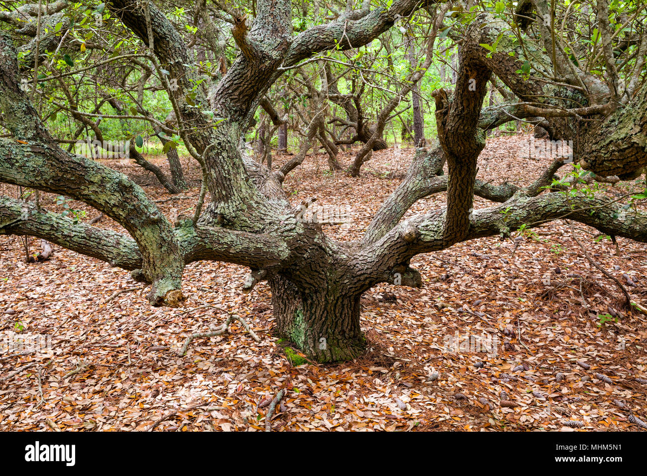 Barrier island live oak forest hi-res stock photography and images - Alamy