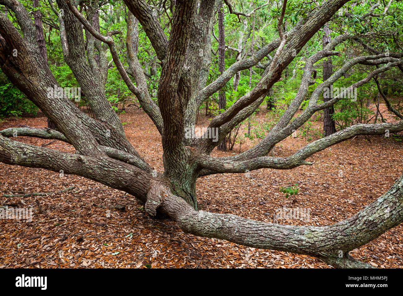 NC01771-00...NORTH CAROLINA - Live oak forest in the Currituck Banks ...