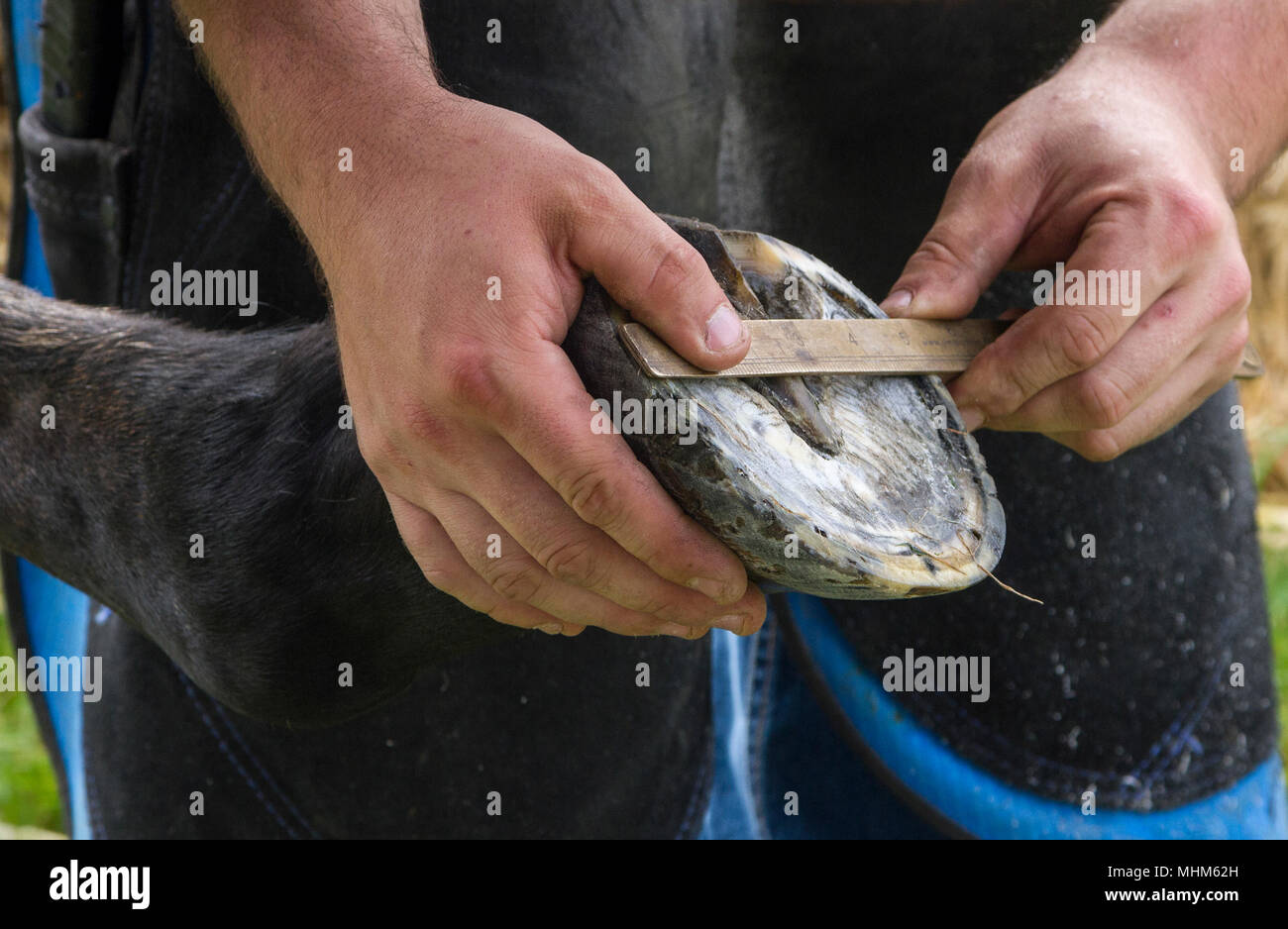 Horse shoe fitting Stock Photo - Alamy