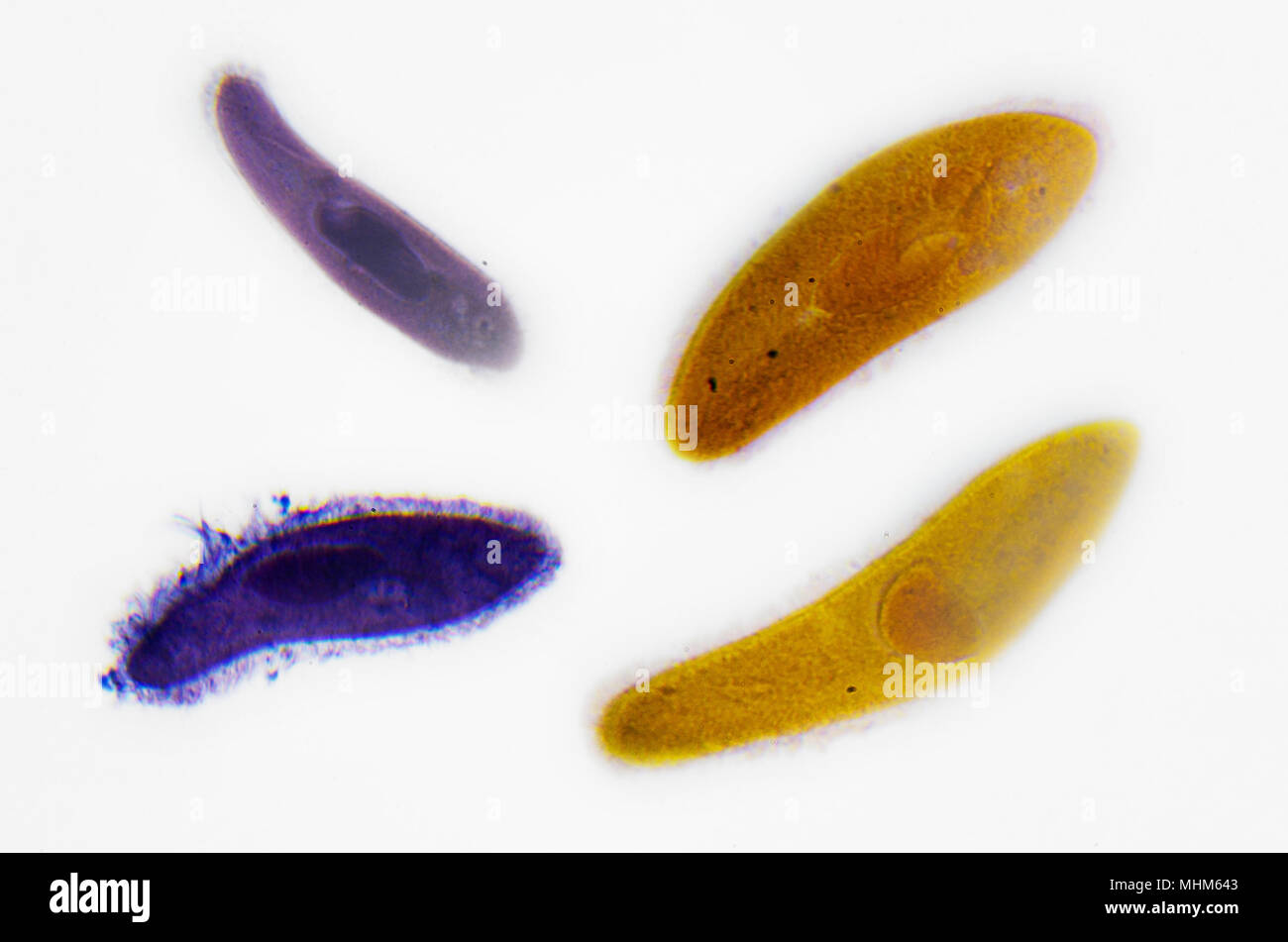 Paramecium Microscope Labeled