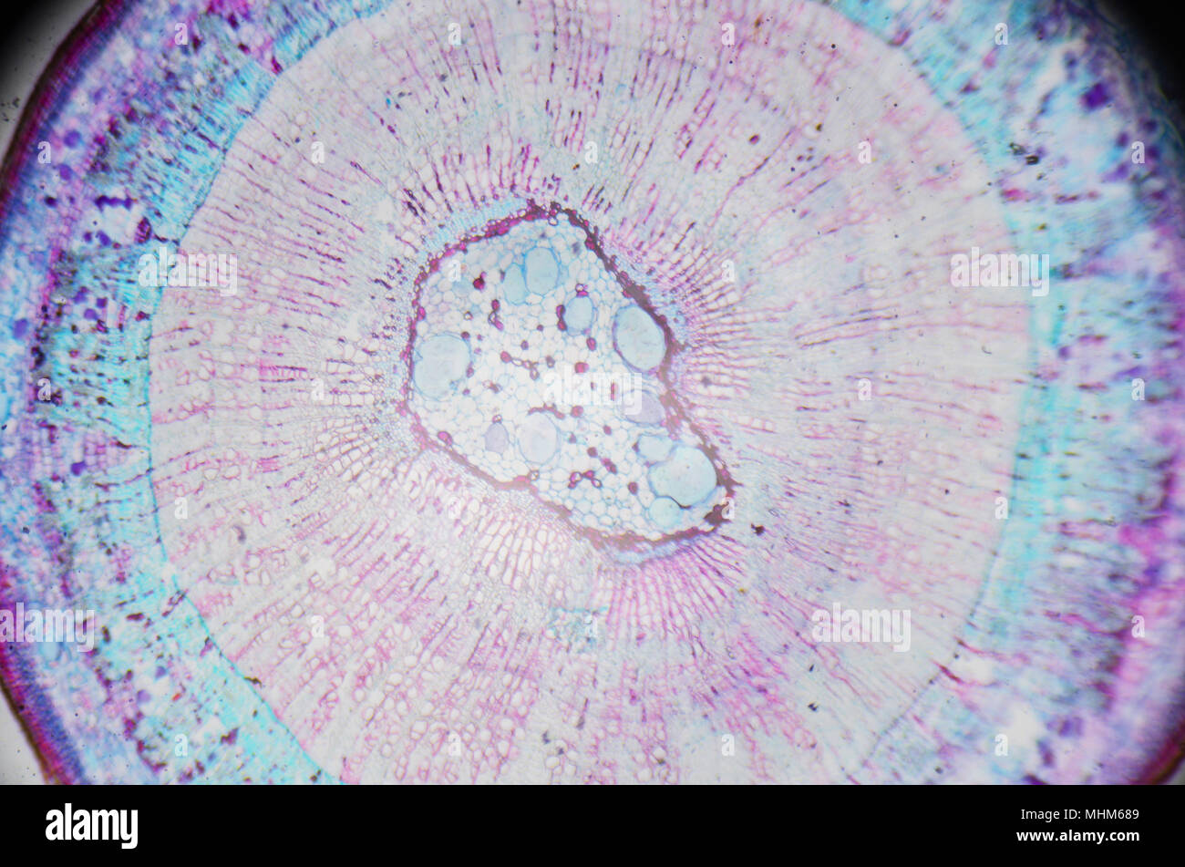Microscopic photography. Stem of Xylophyta dicotyledon, transversal ...
