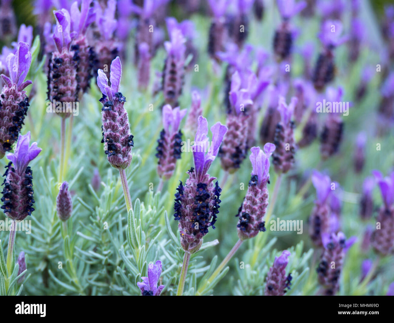 French spring flowers hi-res stock photography and images - Alamy