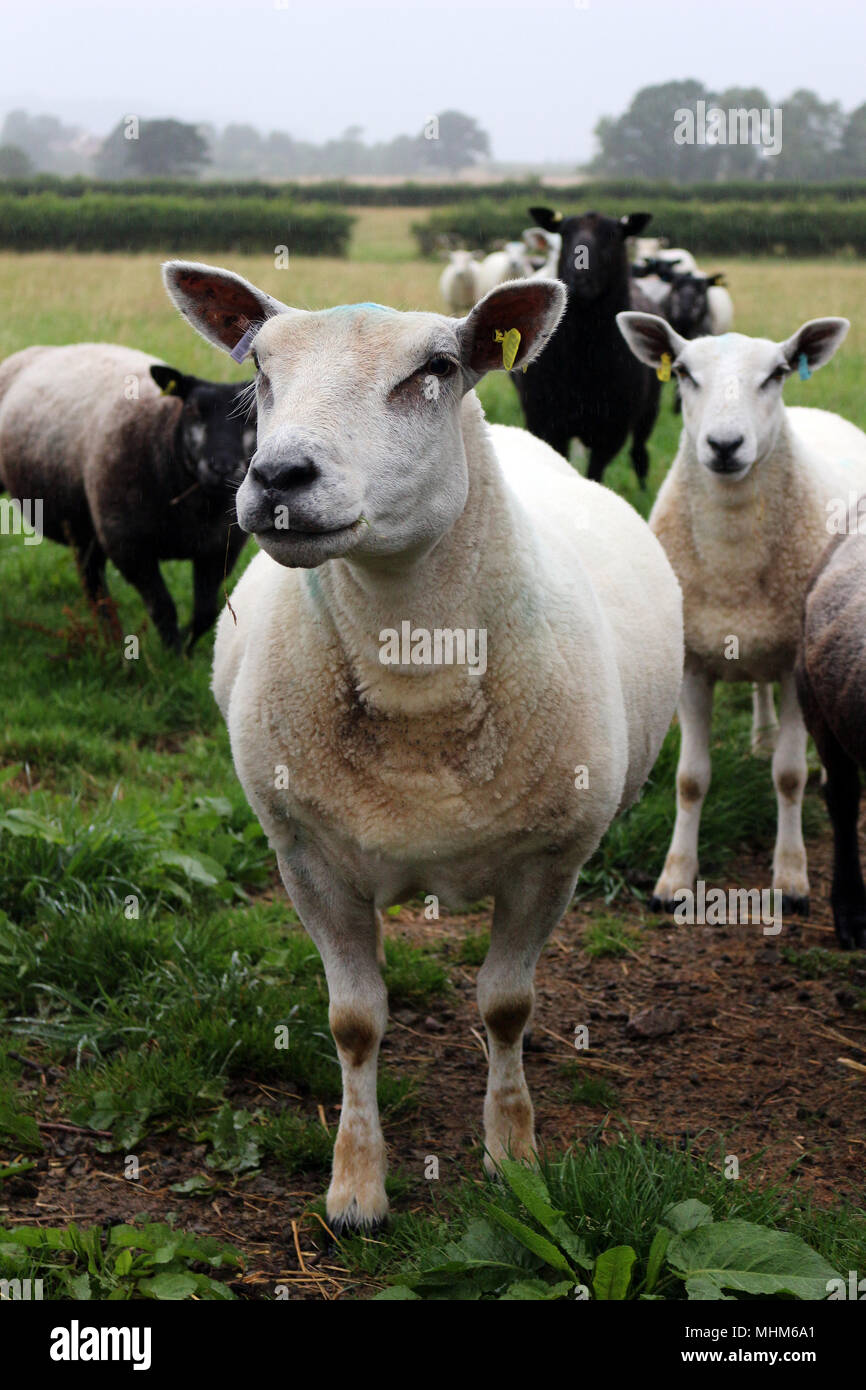 Sheep sheared flock hi-res stock photography and images - Alamy
