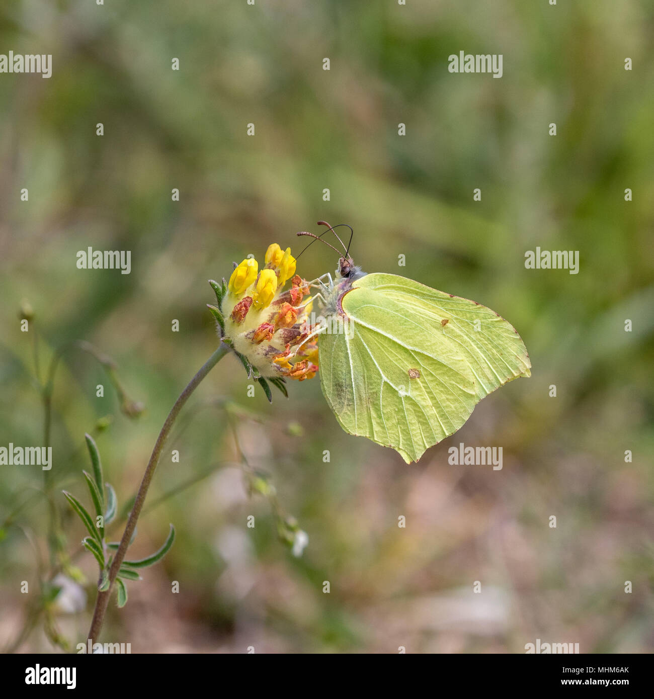 Brimstone Butterfly ( Gonepteryx rhamni ) on a plant. Wings closed ...