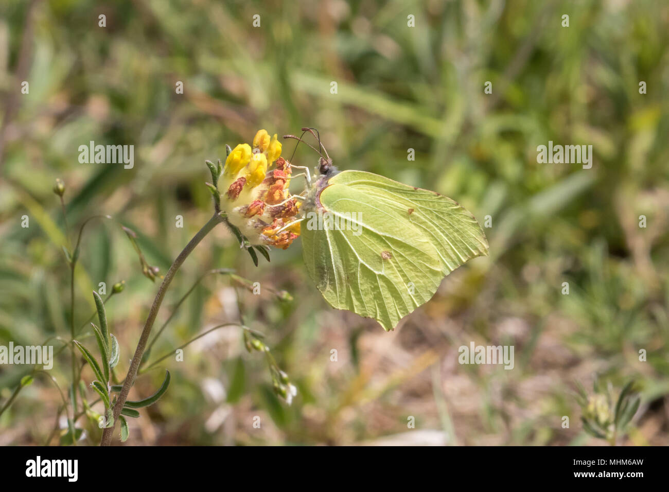Brimstone Butterfly ( Gonepteryx rhamni ) on a plant. Wings closed ...