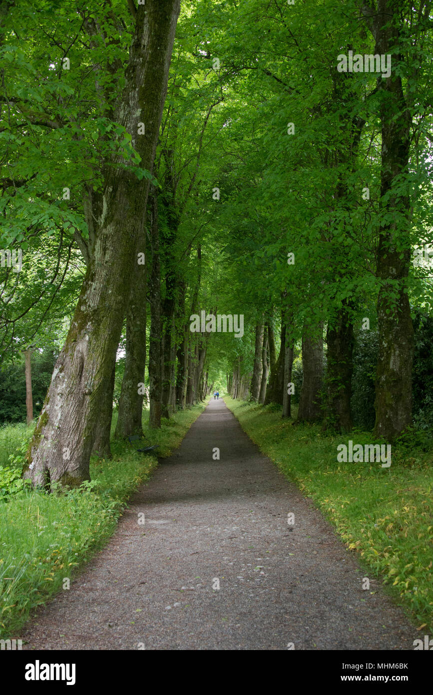 Tree lined avenue in Devon Stock Photo - Alamy