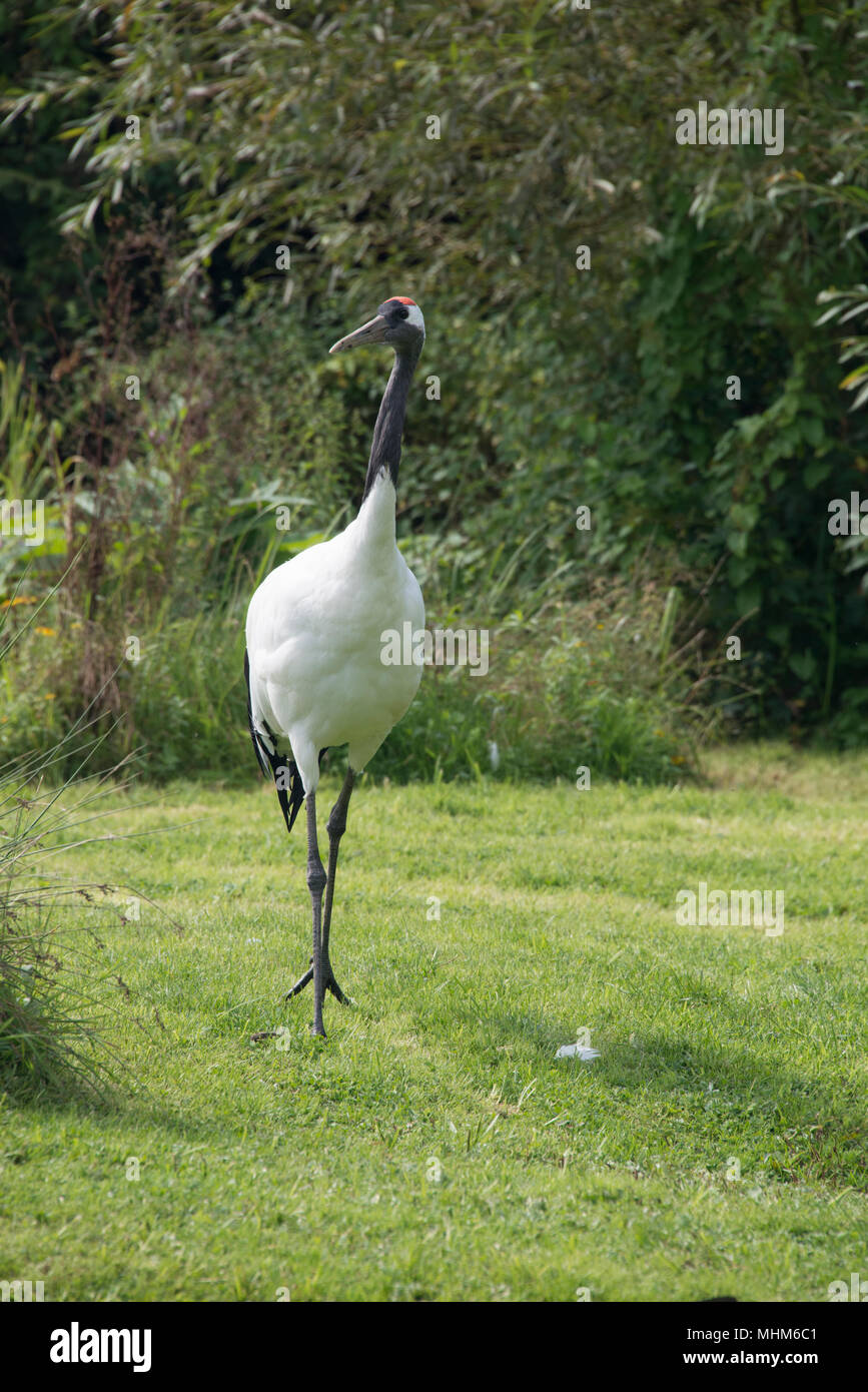 Crane your neck Stock Photo - Alamy