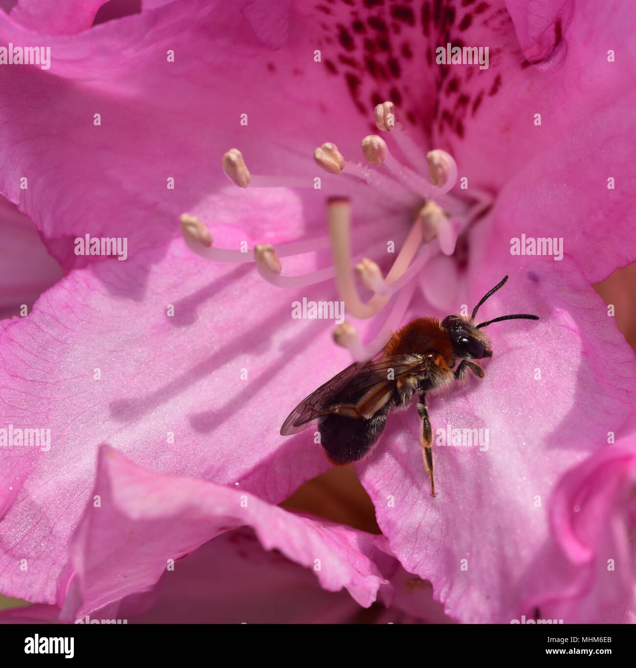 Wild Bee bathing in the sunshine Stock Photo - Alamy