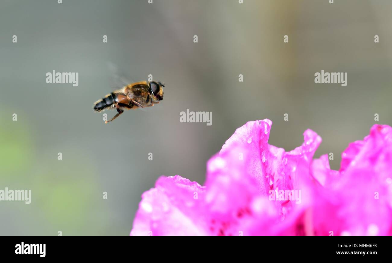 Wild Bee preparing to land on the Rhododendron Stock Photo - Alamy