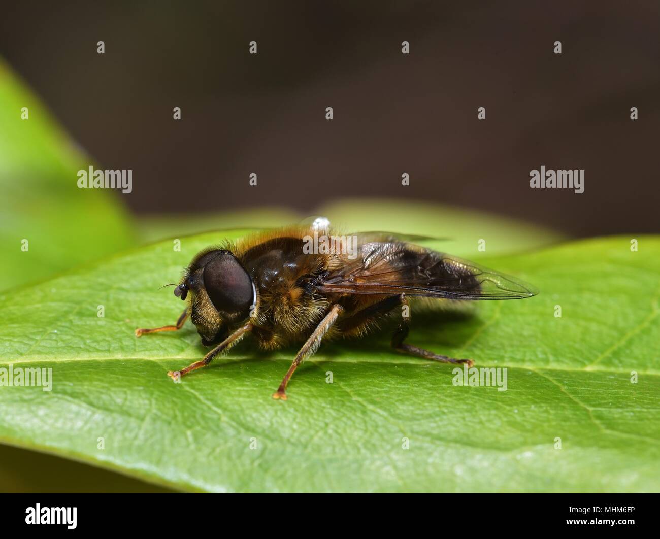 Wild Bee bathing in the sunshine Stock Photo - Alamy