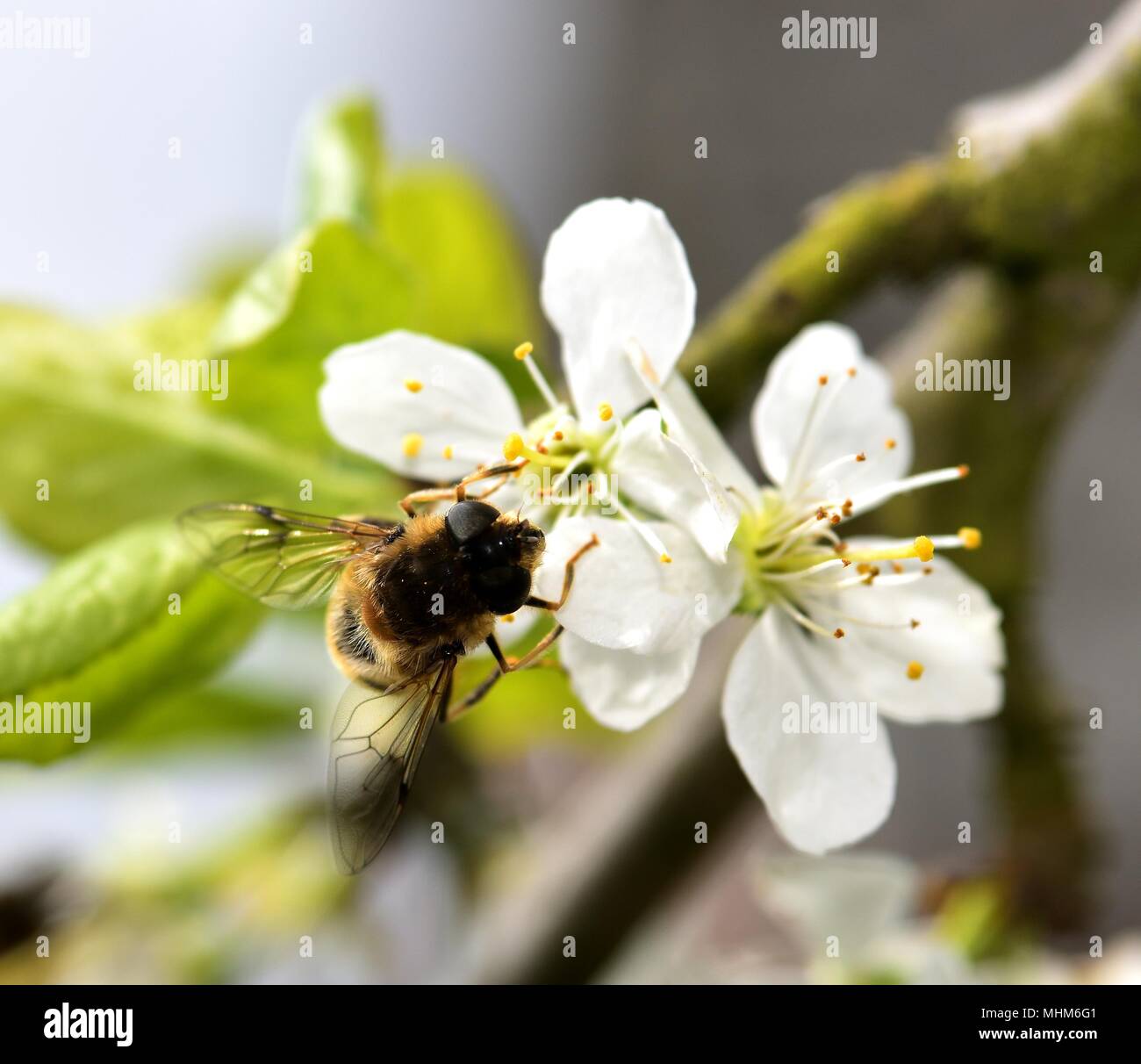 Wild Bee collecting Plum pollen Stock Photo - Alamy