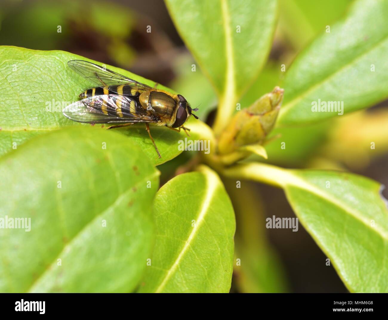 Drone Fly bathing in the sunshine Stock Photo - Alamy