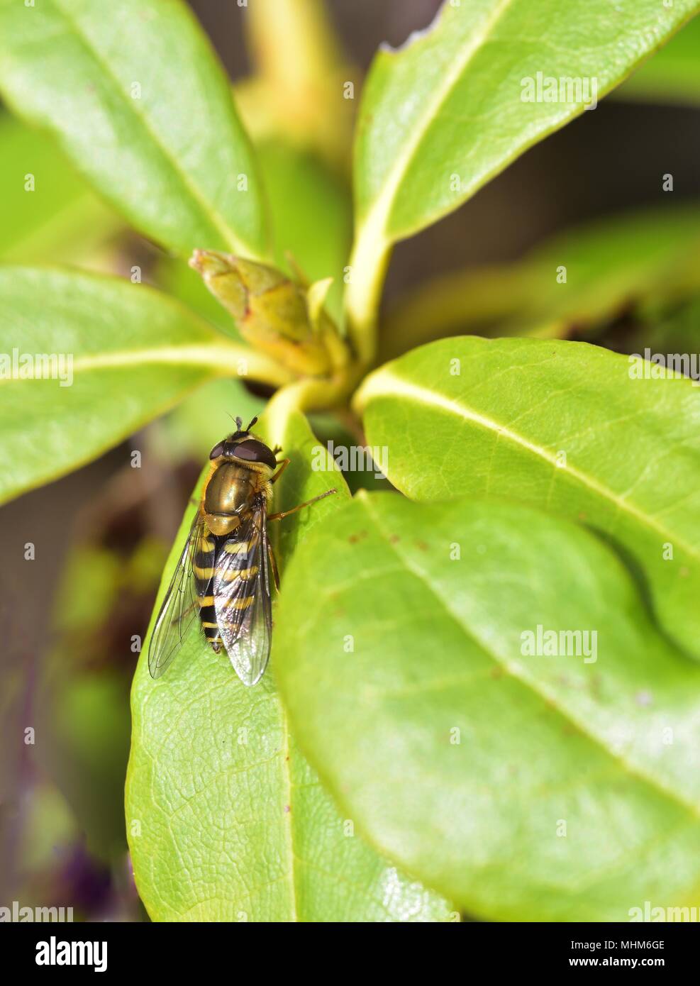 Drone Fly bathing in the sunshine Stock Photo - Alamy