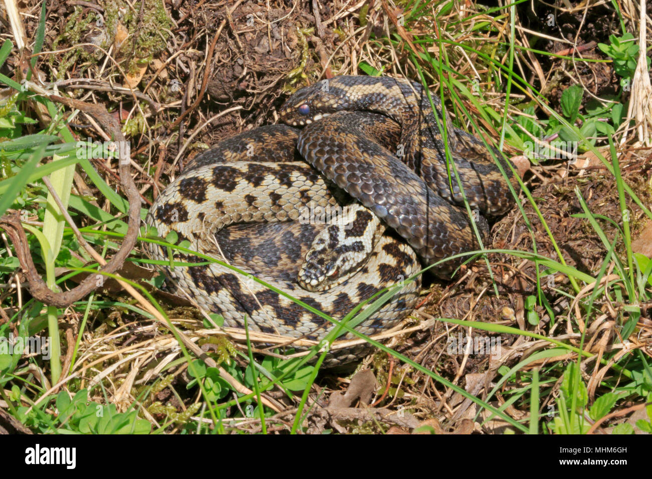 Female Adder High Resolution Stock Photography and Images - Alamy