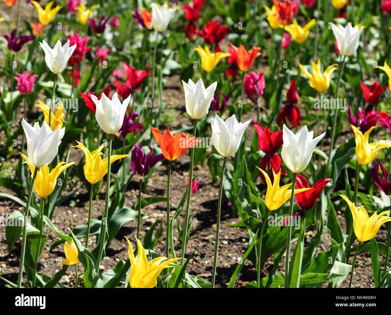 A cluster of different colored tulips Stock Photo - Alamy