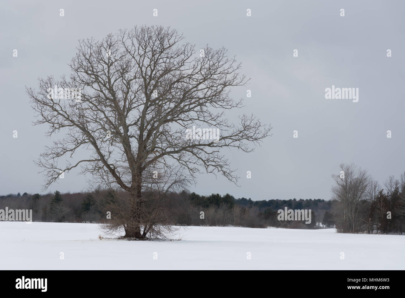 Solo tree hi-res stock photography and images - Alamy
