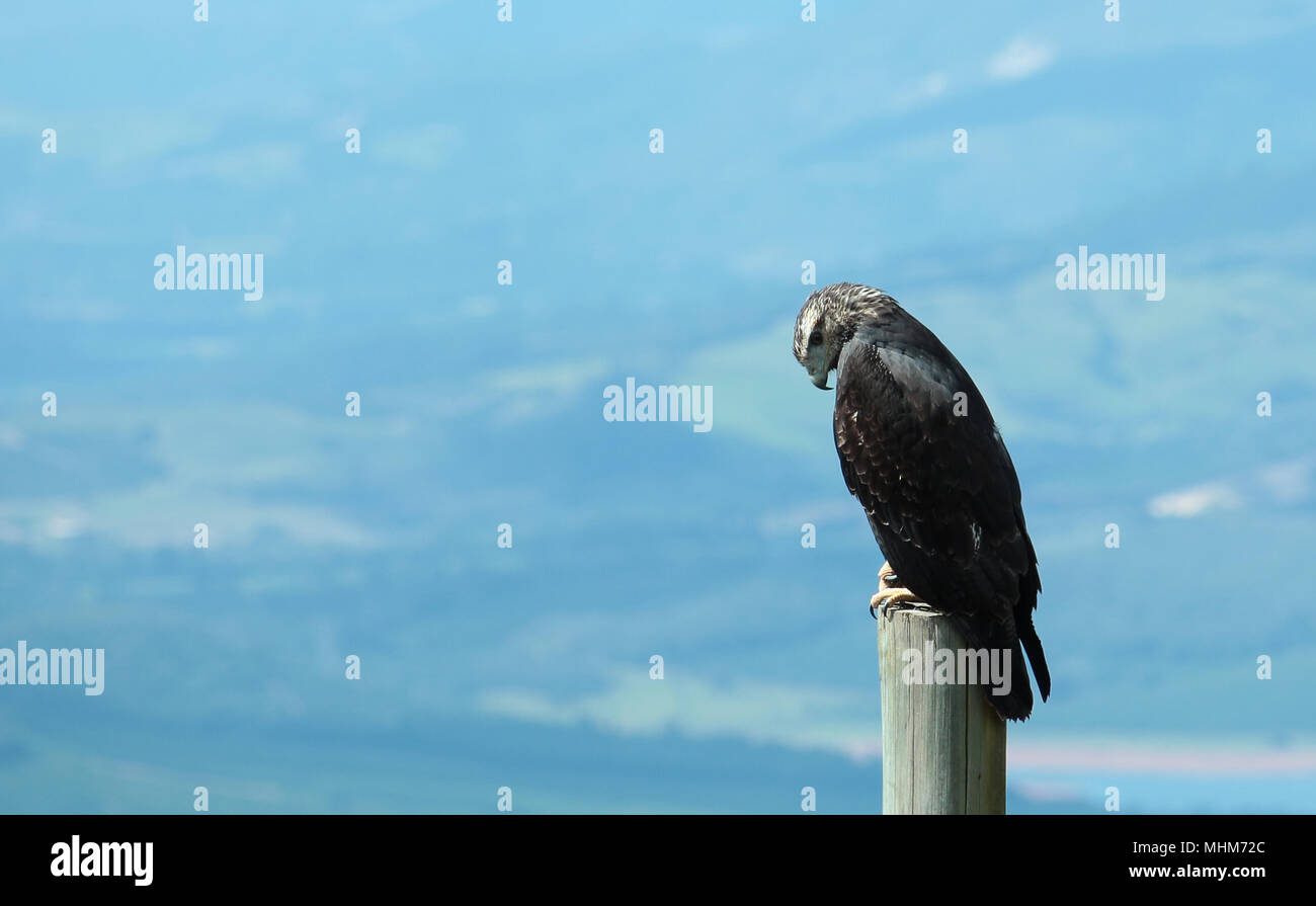 Hawk Watching High Resolution Stock Photography and Images - Alamy
