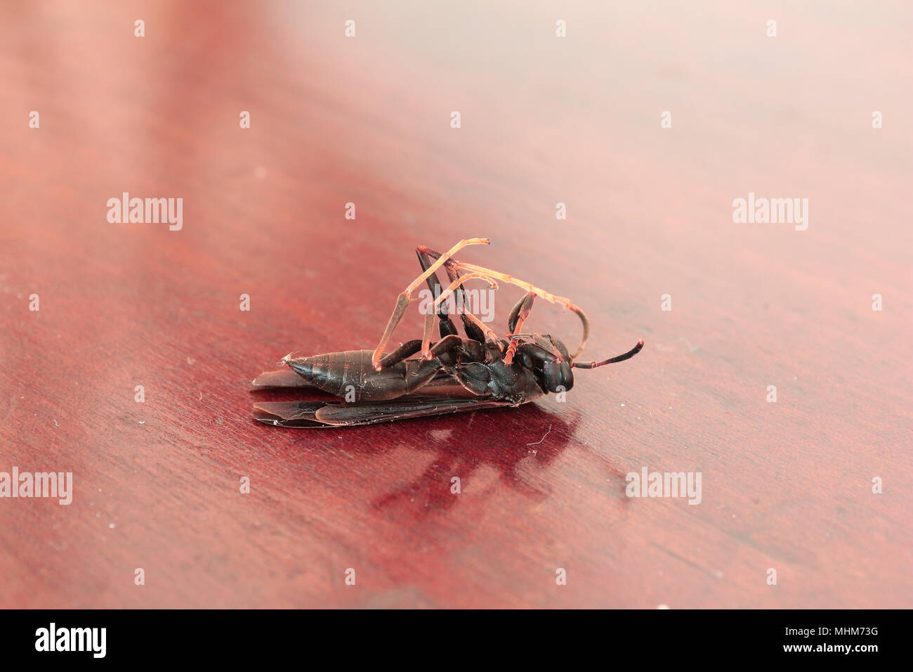 Polistes Humilis Humilis High Resolution Stock Photography and Images ...