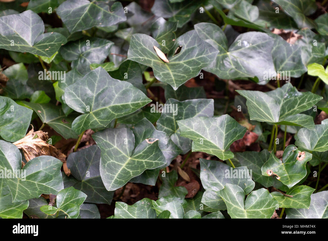 Close up of a patch of teneciously invasive English ivy in summer, a ...