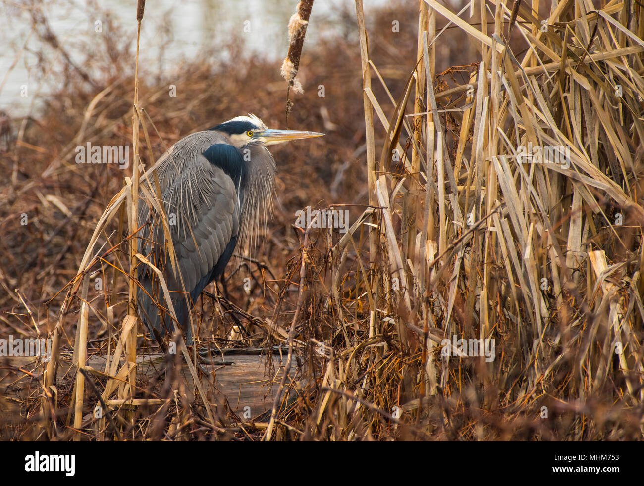 Cattails in winter hi-res stock photography and images - Alamy