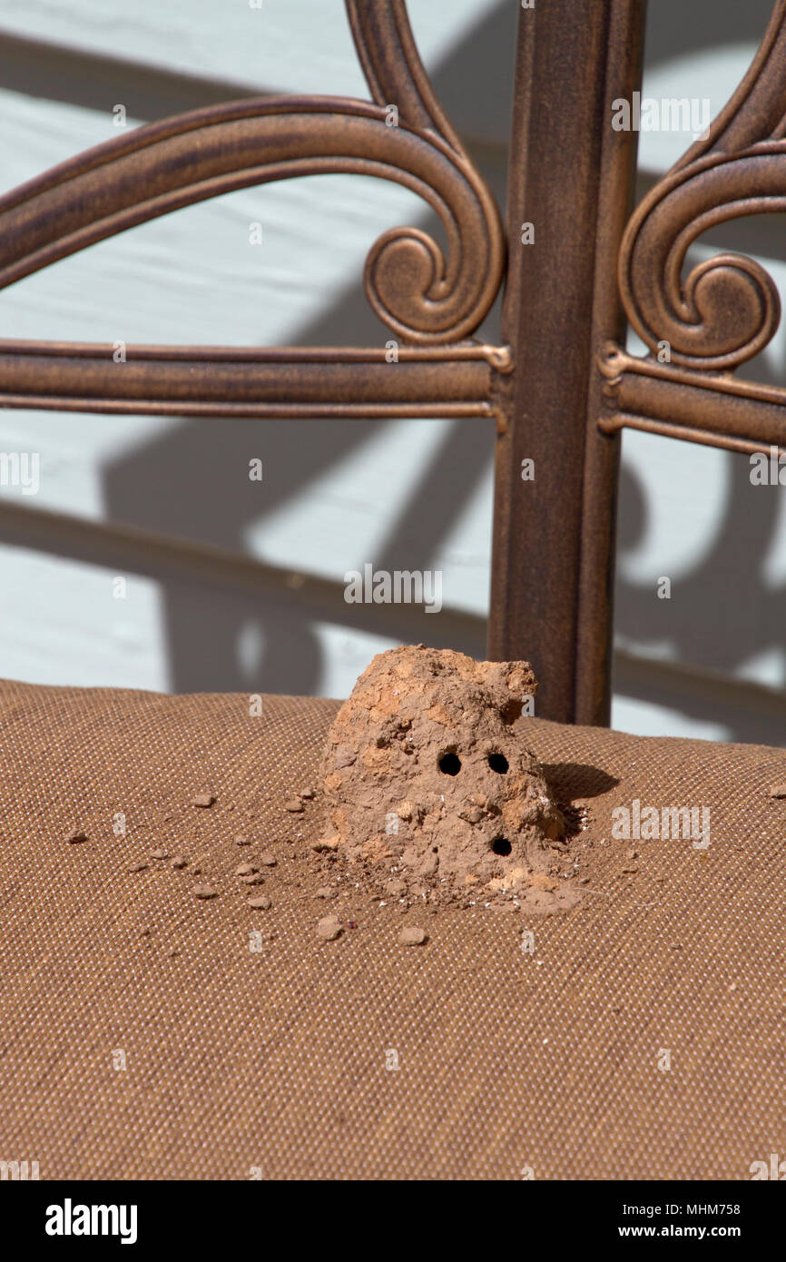 Wasp mud dauber nest hi-res stock photography and images - Alamy