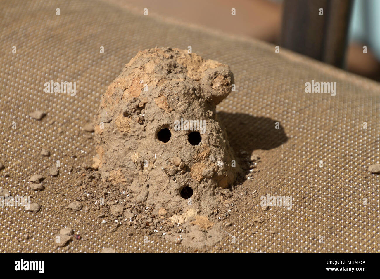 Wasp Mud Dauber Nest High Resolution Stock Photography and Images - Alamy