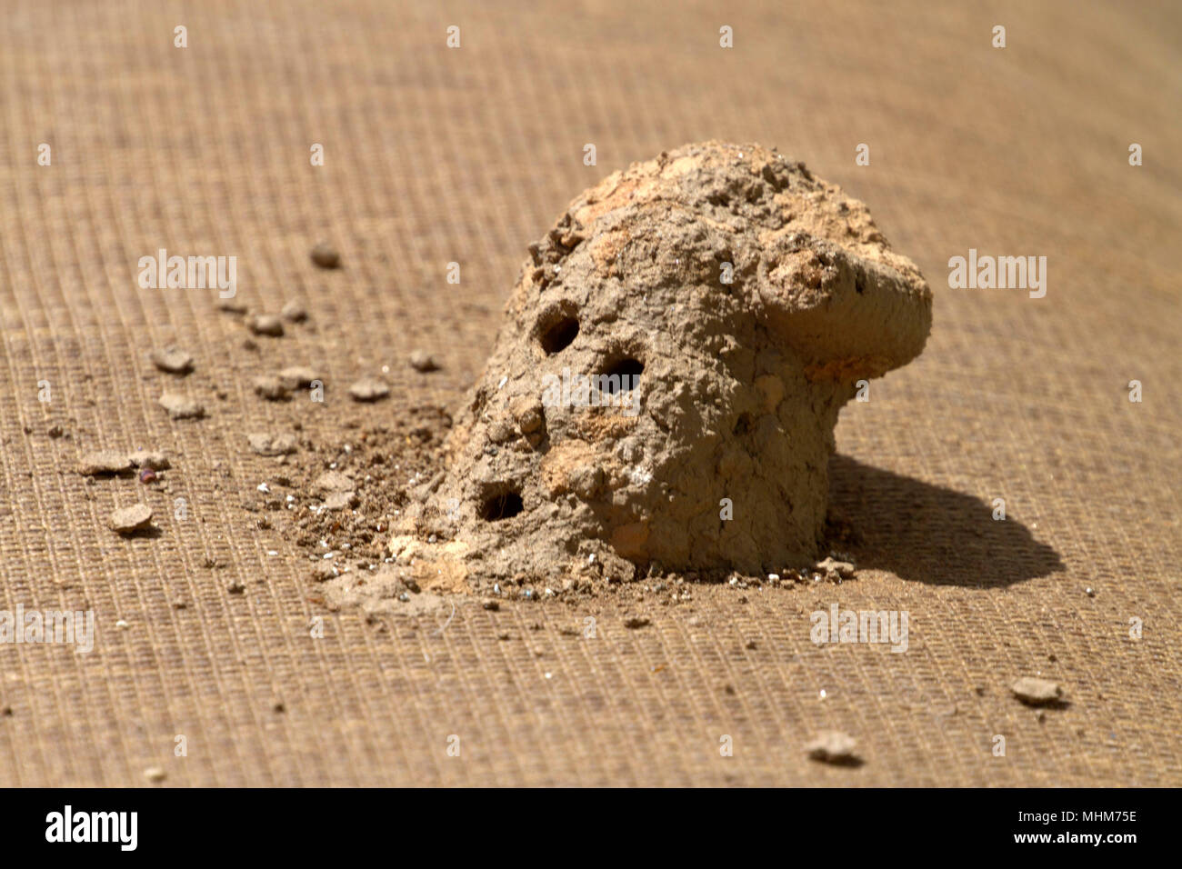 Wasp mud dauber nest hi-res stock photography and images - Alamy
