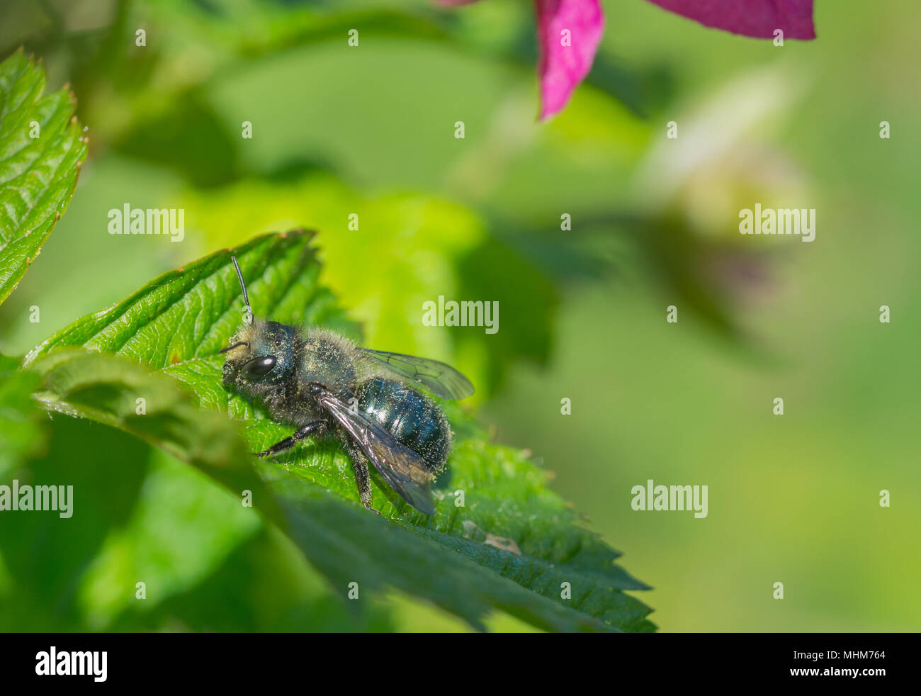 A Blue Orchard Mason Bee (Osmia lignaria) resting in the sun on the ...