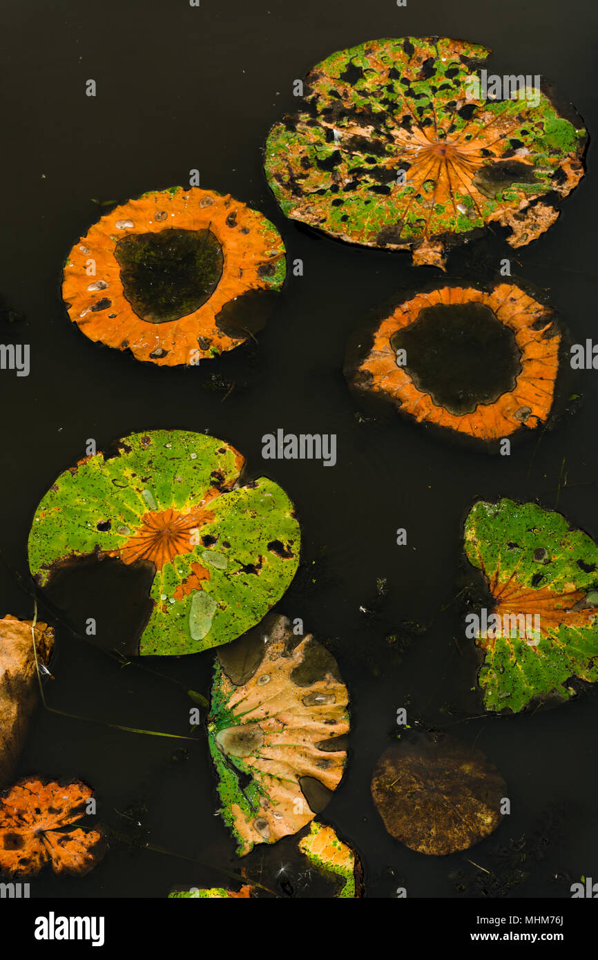 abstract lily pads in pond with fall colors Stock Photo - Alamy