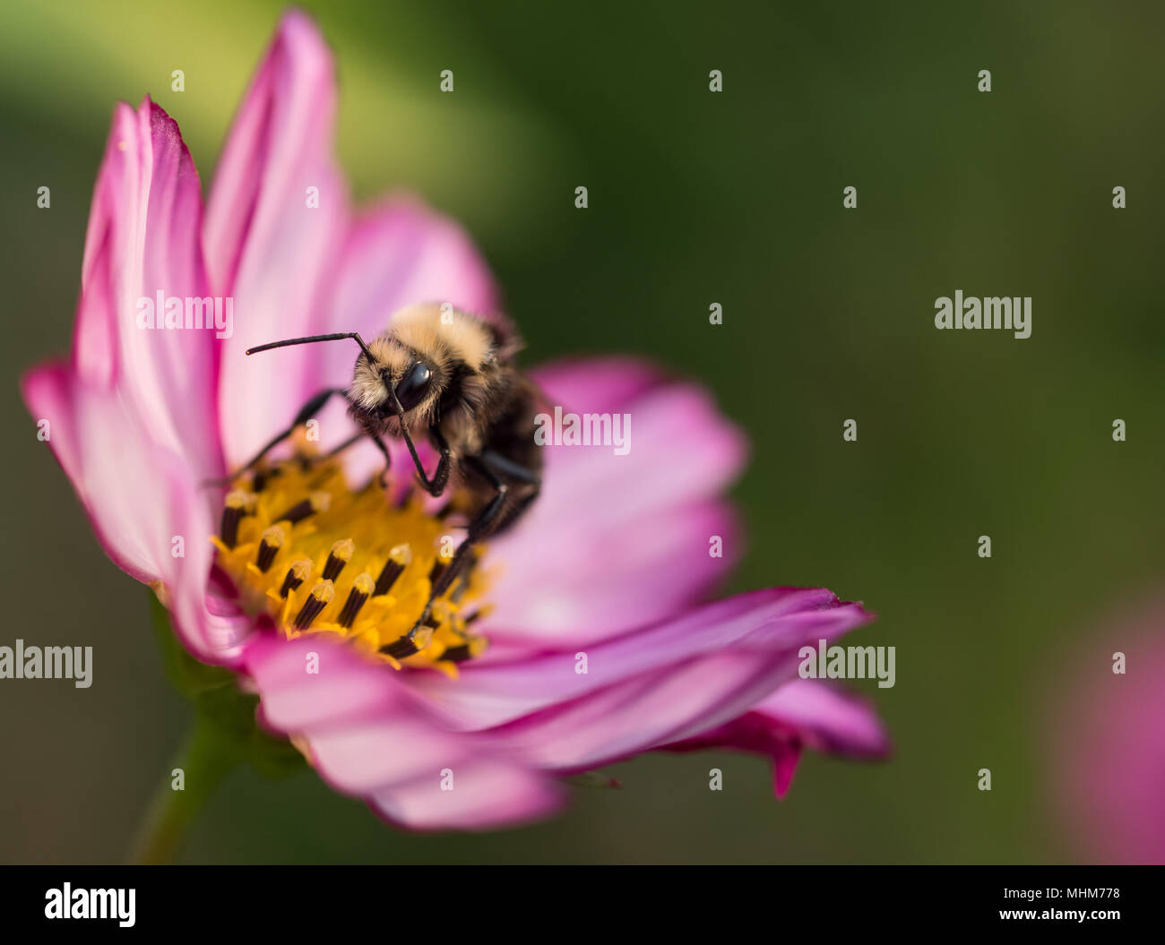 A worker Bumblebee (Bombus) grooming itself and pollinating a pink and ...