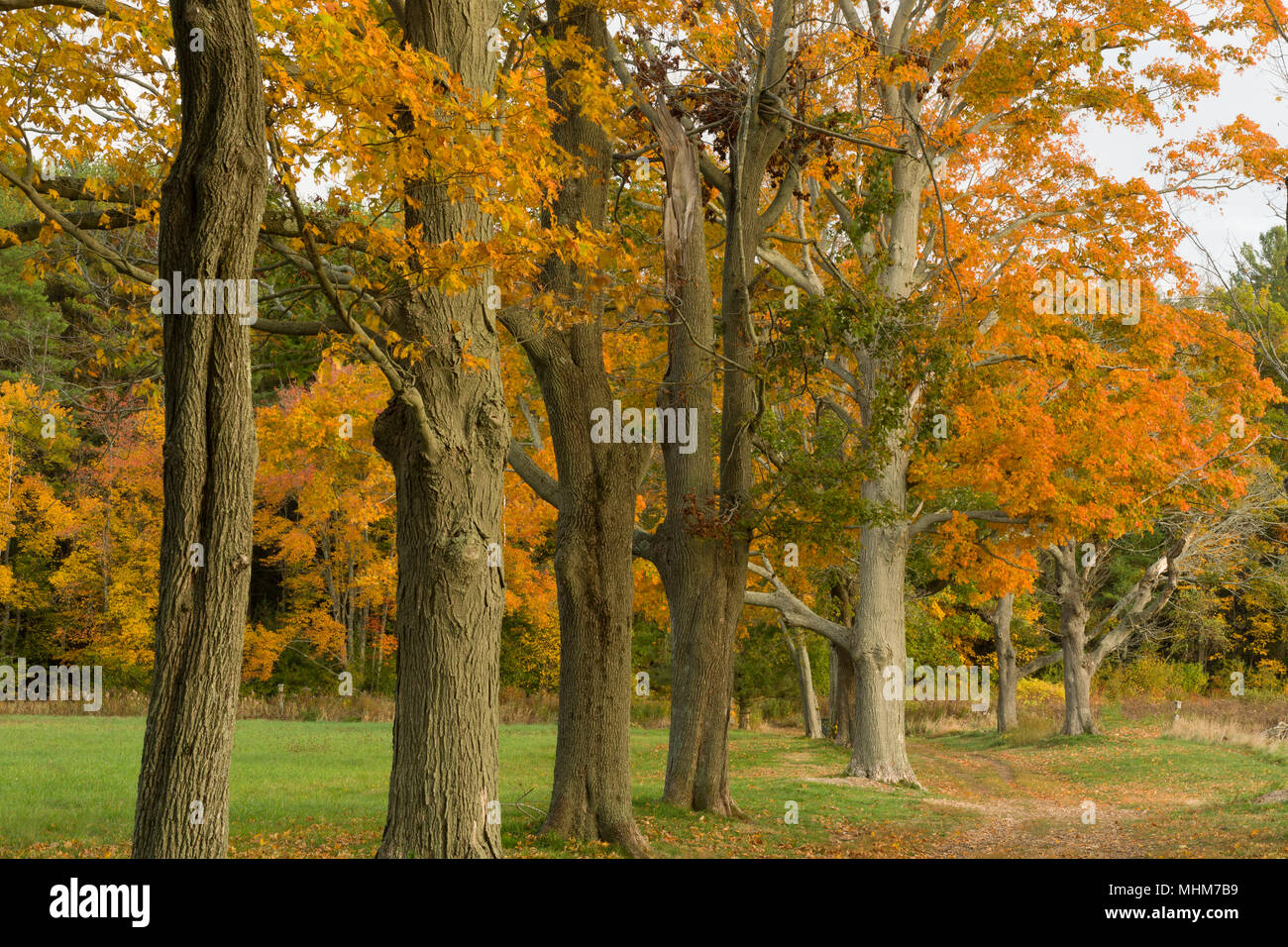 Hamilton farm hi-res stock photography and images - Alamy