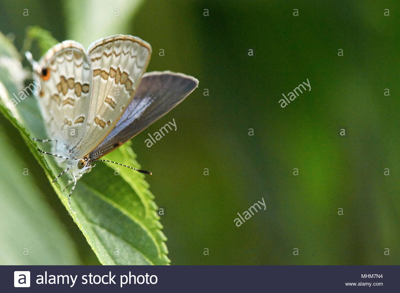 Six Legged Insect Stock Photos & Six Legged Insect Stock Images - Alamy