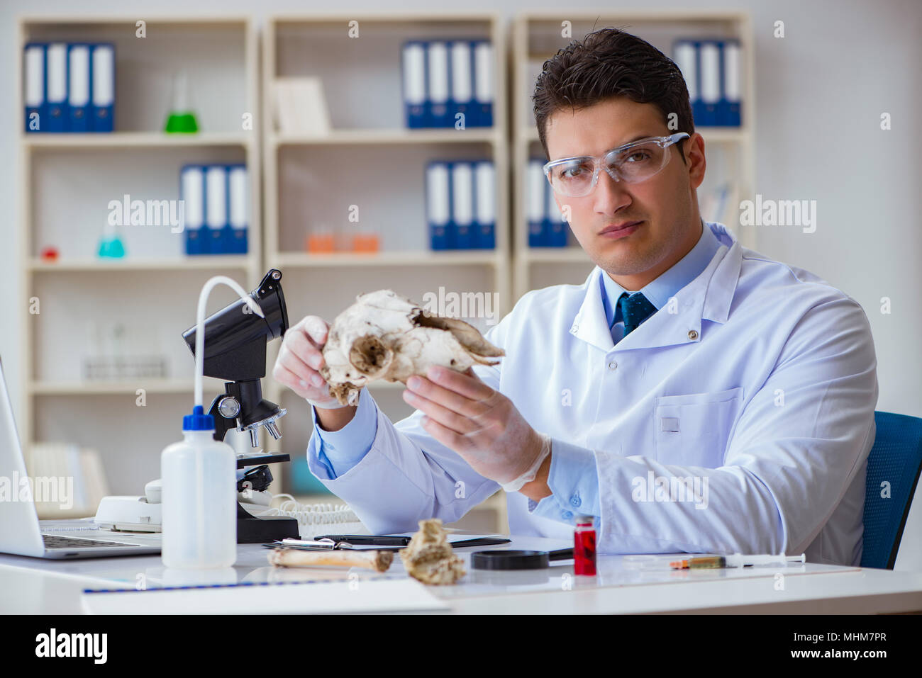 Paleontologist looking at extinct animal bone Stock Photo - Alamy