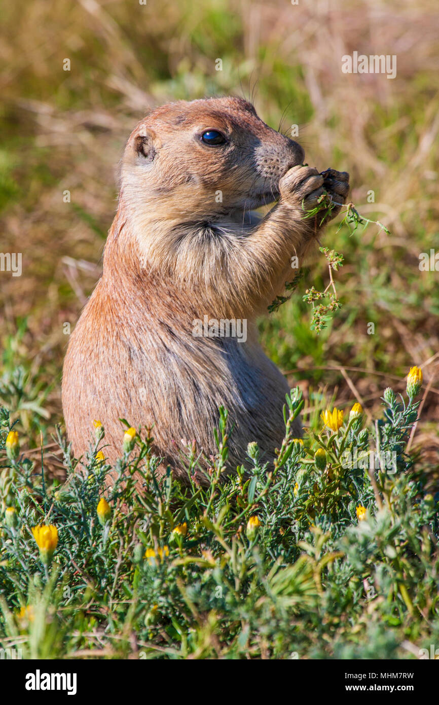 Black-tailed Prairie Dog, Cynomys ludovicianus, in Devil's Tower ...
