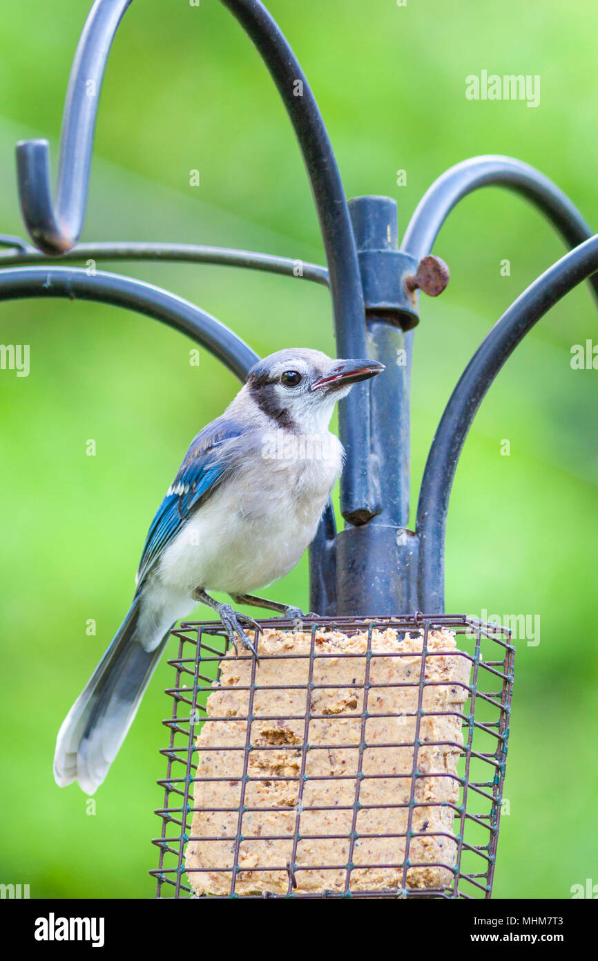 Blue Jay at backyard feeder in Spring, Texas Stock Photo - Alamy