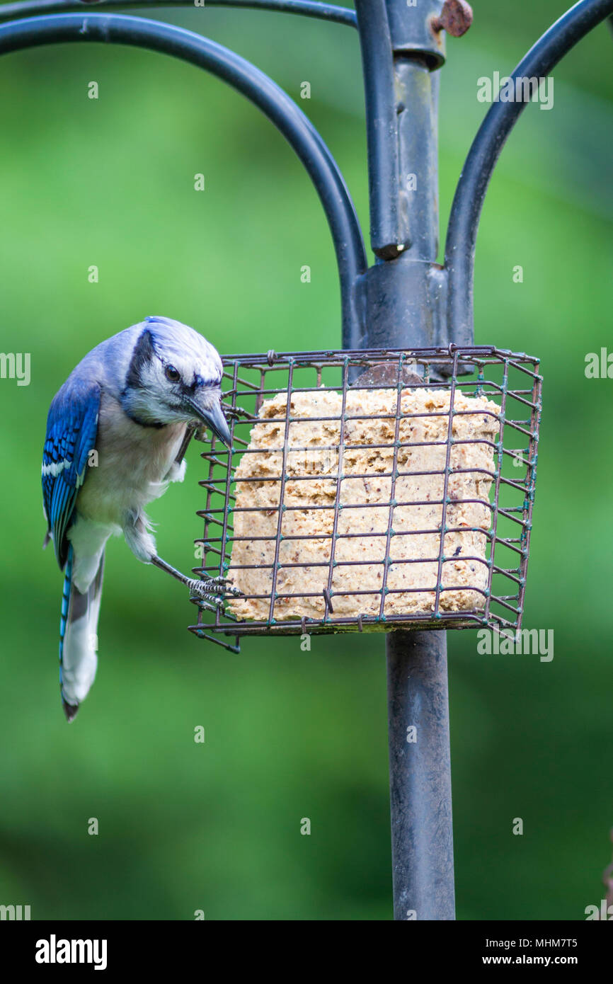 Blue Jay at backyard feeder in Spring, Texas Stock Photo - Alamy