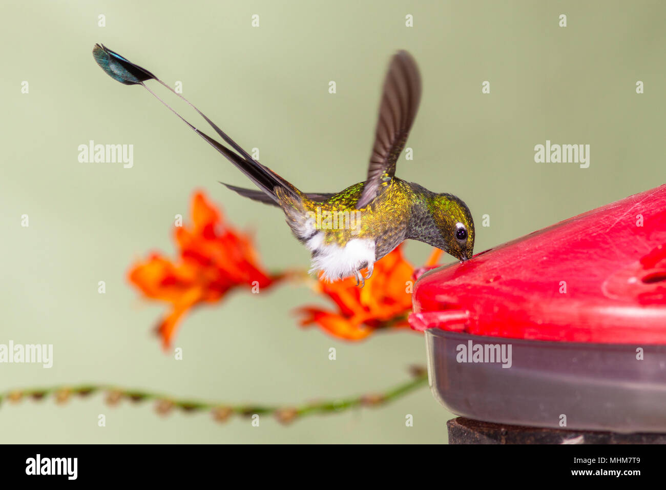 Streamer tail hummingbird hi-res stock photography and images - Alamy