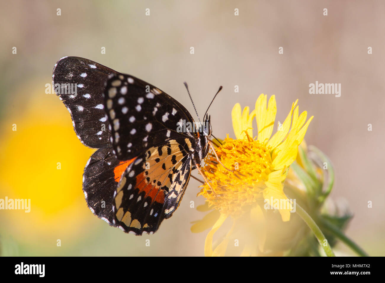 Crimson Patch Butterfly, Chlosyne janais, at Dos Venadas ranch in South ...