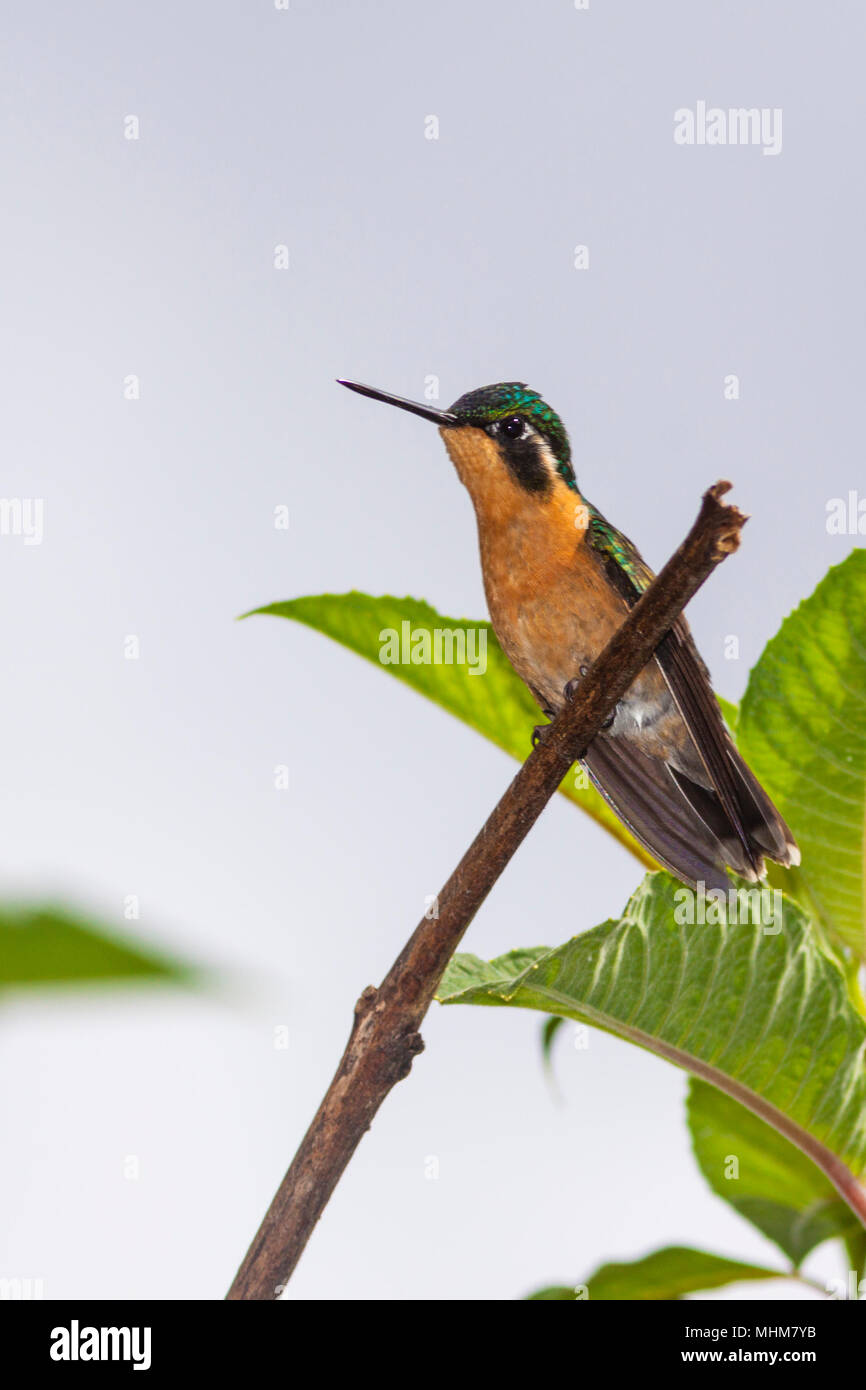 Female Gray-tailed Mountain-gem, Lampornis cinereicauda, is a ...