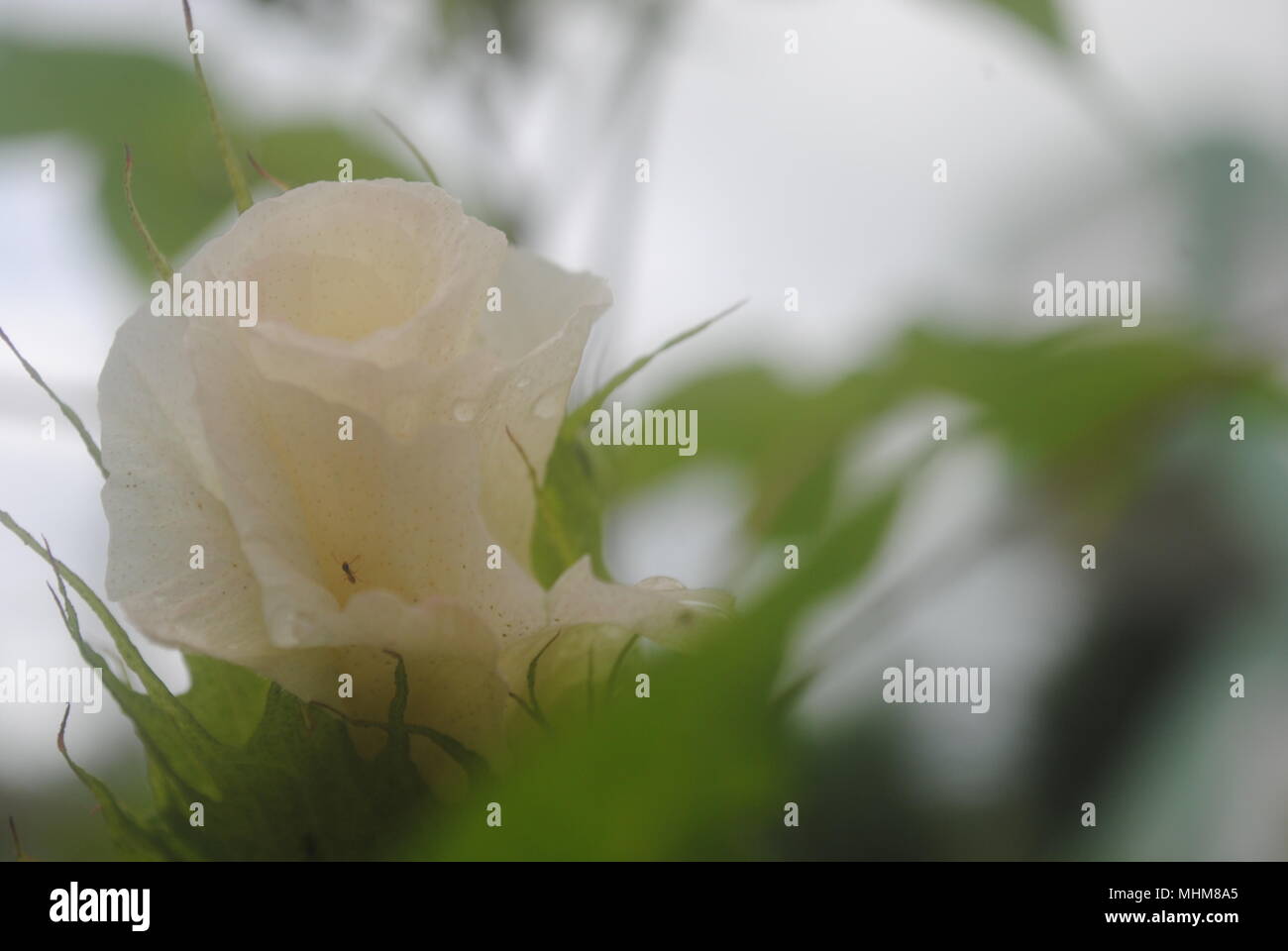 Leaves ant hi-res stock photography and images - Alamy