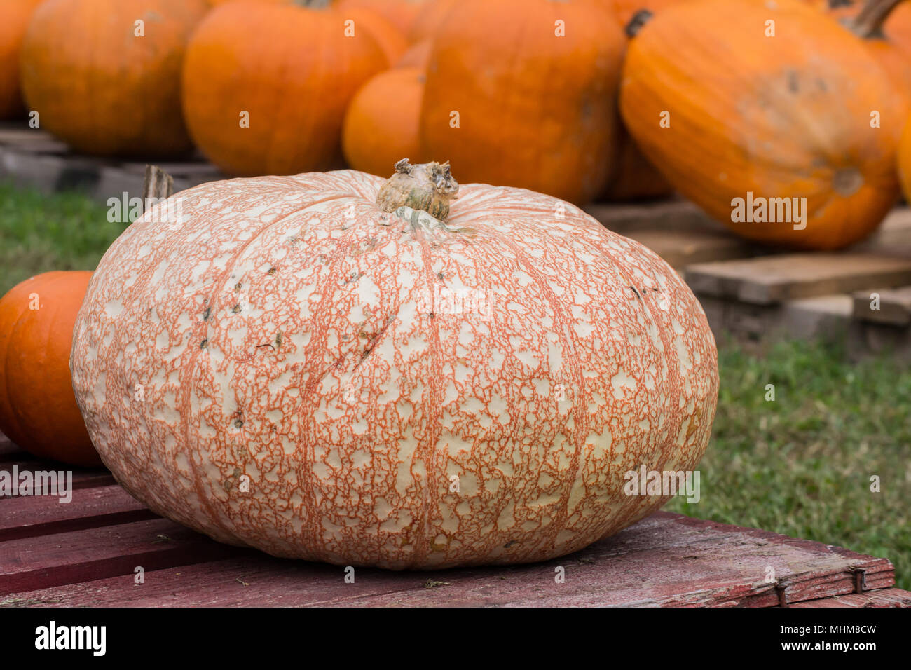 Cinderella pumpkins hi-res stock photography and images - Alamy
