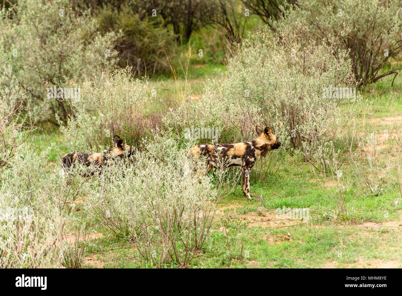 Wild Dogs at the Lioness portrait at the Naankuse Wildlife Sanctuary ...