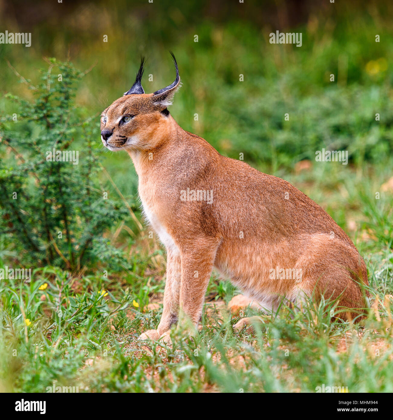 Close up caracal eye hi-res stock photography and images - Alamy