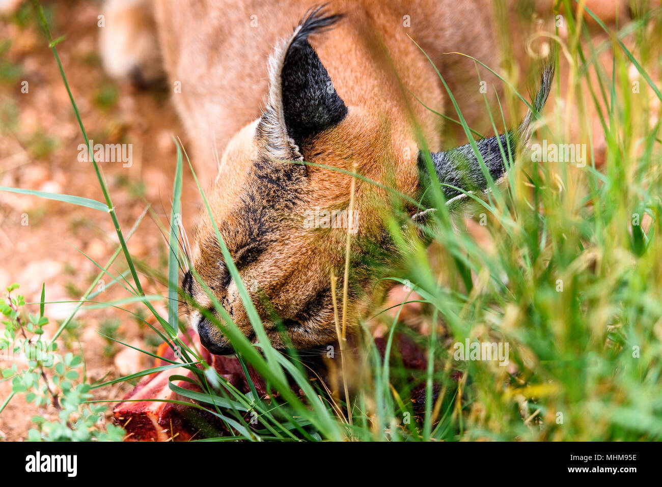 Caracal eating meat at the Naankuse Wildlife Sanctuary, Namibia, Africa ...