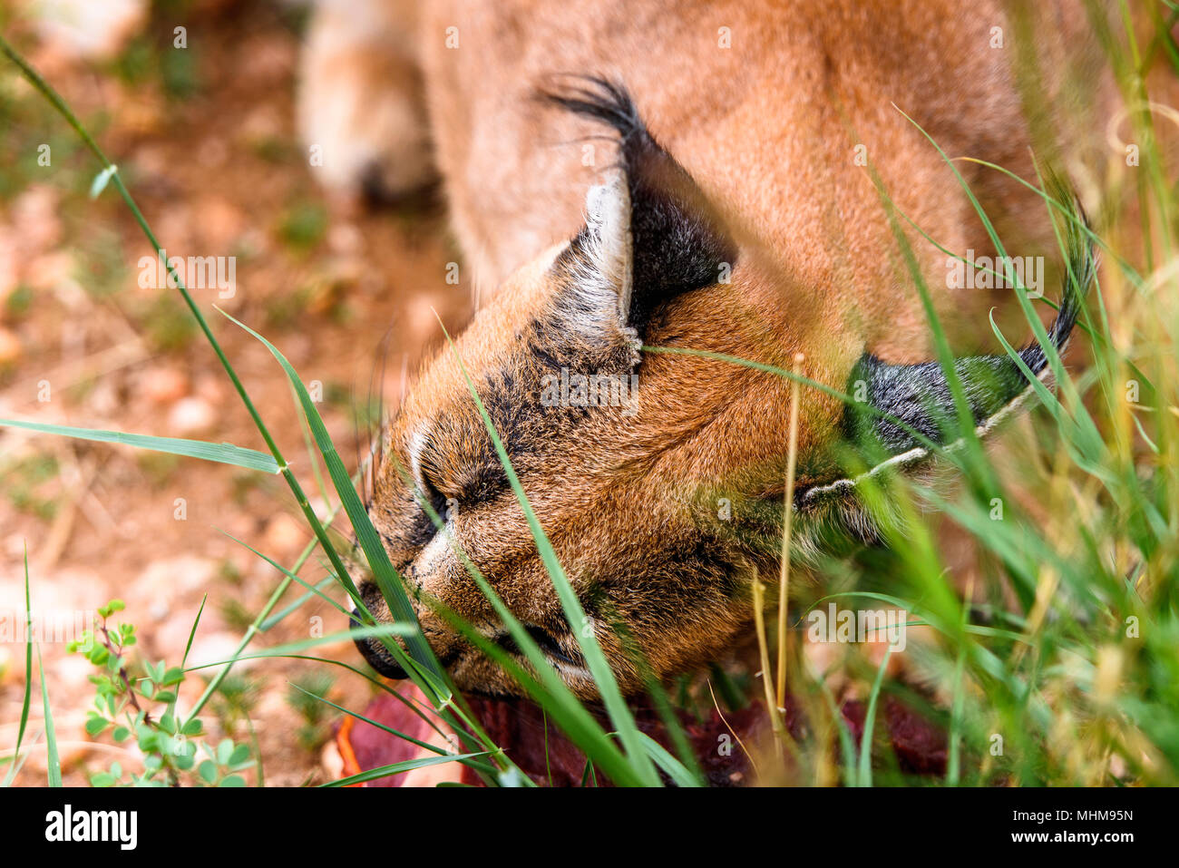 Caracal eating meat at the Naankuse Wildlife Sanctuary, Namibia, Africa ...