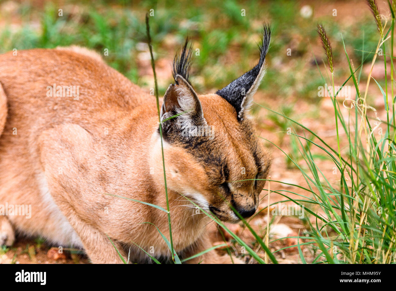 Caracal eating meat at the Naankuse Wildlife Sanctuary, Namibia, Africa ...